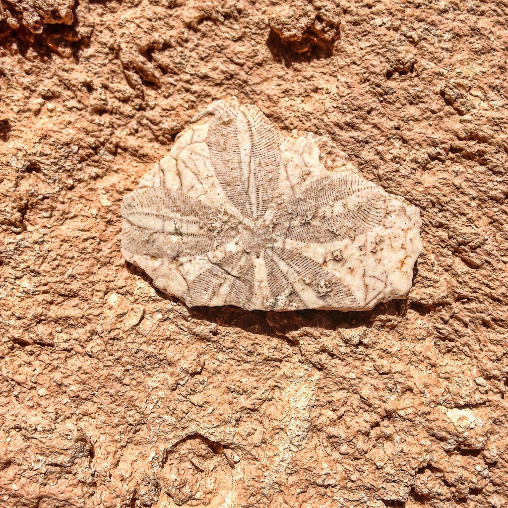 Fossils, tombs and demons: exploring Gebel el Dakrur – Rambulatory