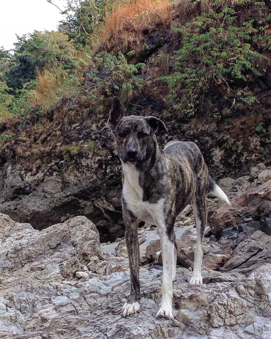A walk along the Ganga – Rambulatory